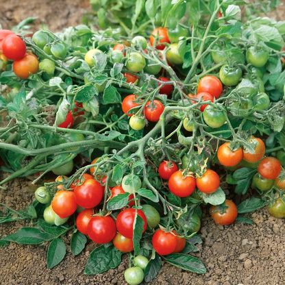 Tomato Red Alert Seeds | Grow Your Own | Free UK Delivery – Gardeners Dream