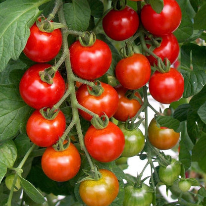 Tomato Shirley F1 Seeds | Grow Your Own | Free UK Delivery – Gardeners ...