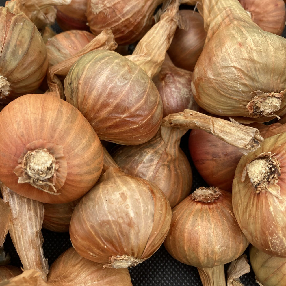 Shallot Golden Gourmet Sets - Grow Your Own Vegetables – Gardeners Dream