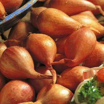 Shallot Red Sun Sets - Grow Your Own Vegetables from Bulbs – Gardeners ...