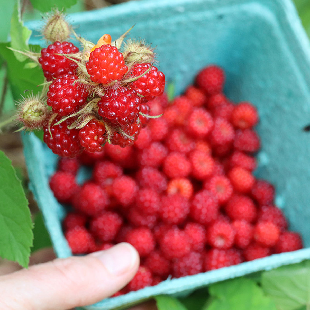 Wineberry | Wineberry – Gardeners Dream