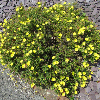 Halimium libanotis | Wooly Rock Rose – Gardeners Dream