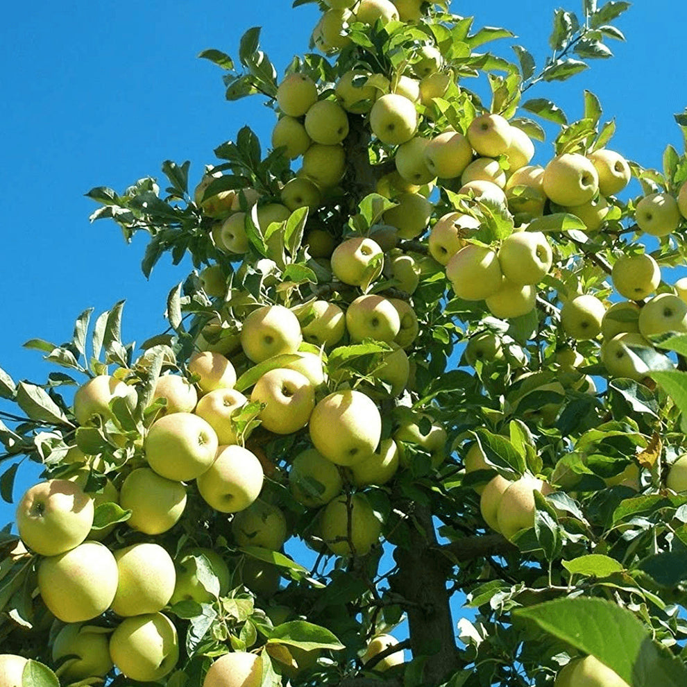 Apple 'Golden Delicious' | Apple Tree – Gardeners Dream
