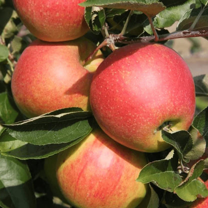 Apple 'Jonagold' | Apple Tree – Gardeners Dream