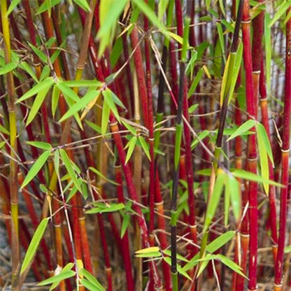 Fargesia 'Asian Wonder' | Umbrella Bamboo – Gardeners Dream