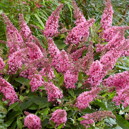 Buddleia 'Candy Little Pink' | Butterfly Bush – Gardeners Dream