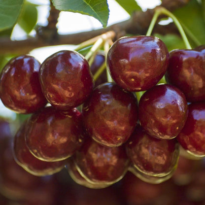 Cherry Duo | Cherry Tree – Gardeners Dream