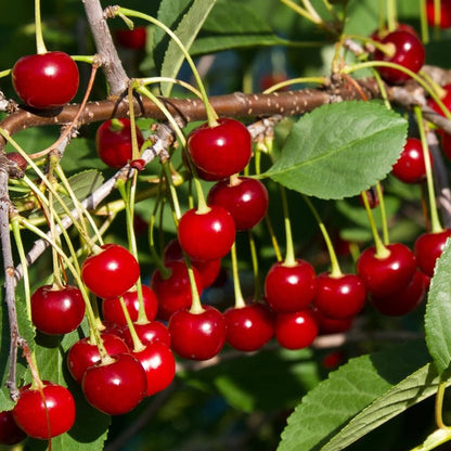 Cherry 'Morello' | Cherry Tree – Gardeners Dream