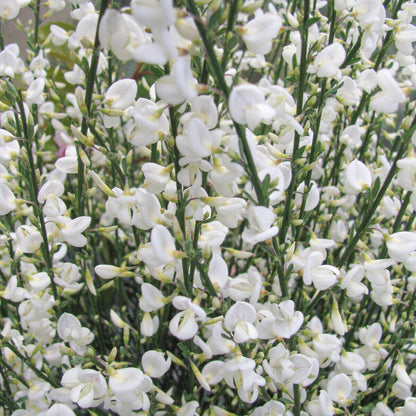 Cytisus 'White Lion' | Broom Plant – Gardeners Dream