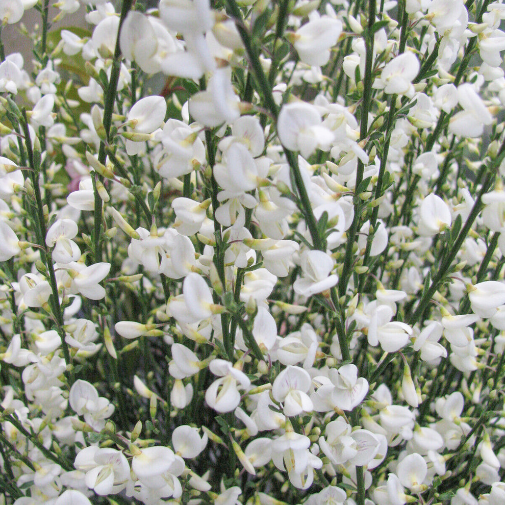 Cytisus 'White Lion' | Broom Plant – Gardeners Dream