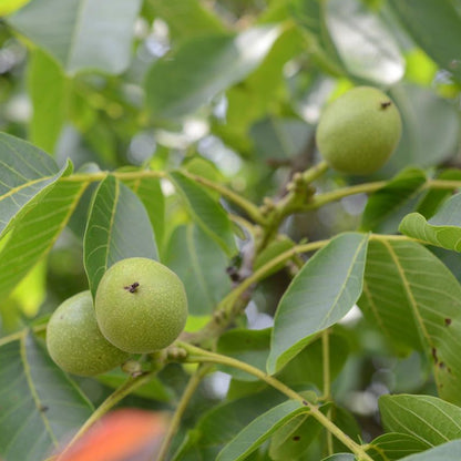 Juglans regia | Walnut Tree – Gardeners Dream