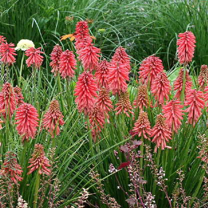 Kniphofia 'Poco Red' | Red Hot Poker – Gardeners Dream