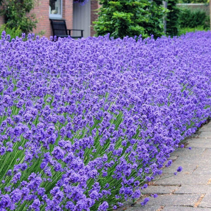 English Lavender | Lavender – Gardeners Dream