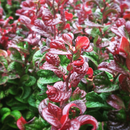 Leucothoe 'Curly Red' | Dog Hobble – Gardeners Dream