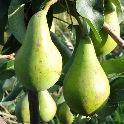 Pear 'Concorde' | Pear Tree – Gardeners Dream
