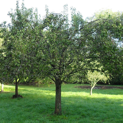 Pear 'Conference' | Pear Tree – Gardeners Dream