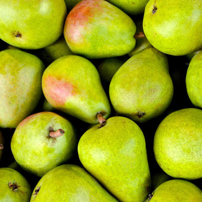 Pear 'Williams' | Pear Tree – Gardeners Dream