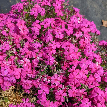 Phlox Mix | Garden Phlox – Gardeners Dream