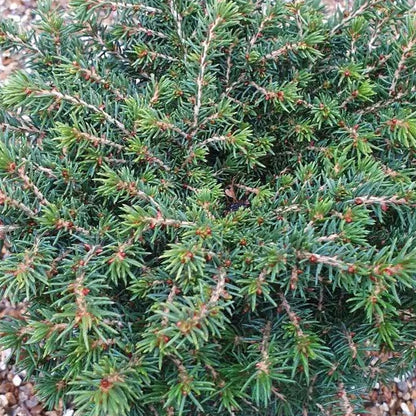 Norway Spruce Bare Root Hedge | Norway Spruce – Gardeners Dream