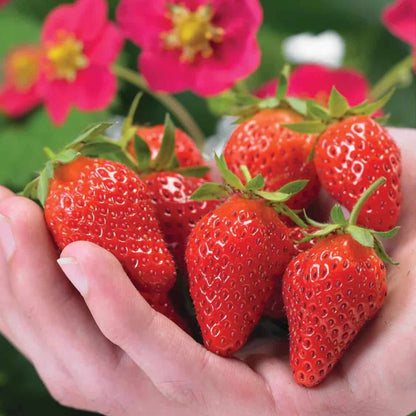 Strawberry 'Ruby Ann' | Strawberry – Gardeners Dream