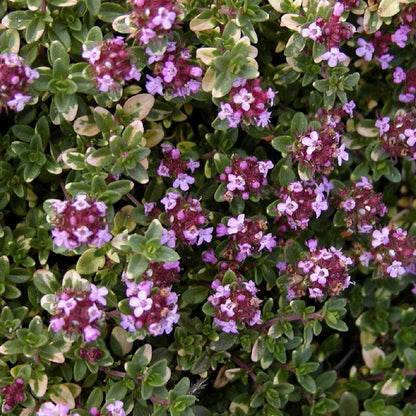 Thyme 'Doone Valley' | Lemon Thyme – Gardeners Dream