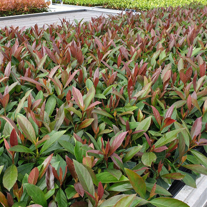 Viburnum 'Coppertop' | Sweet Viburnum – Gardeners Dream