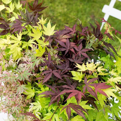 Acer 'Tricolour' | Japanese Maple Tree – Gardeners Dream