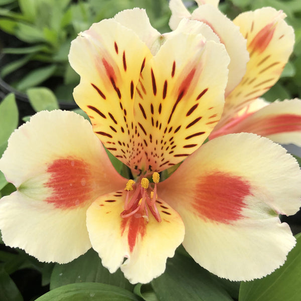 Alstroemeria 'Sunset' | Peruvian Lily – Gardeners Dream