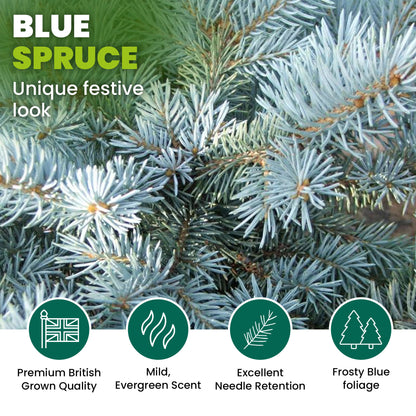 Blue Spruce Pot Grown Christmas Tree | Picea pungens – Gardeners Dream