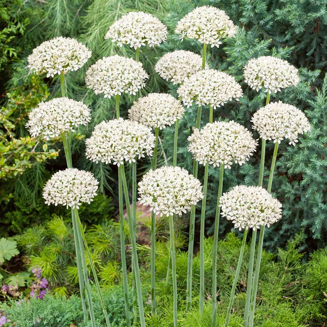 Blue & White Border Mix | Mixed Varieties – Gardeners Dream