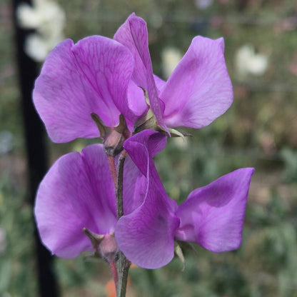 Sweet Pea Seeds | 4 Variety Collection Pack| Free UK Delivery ...