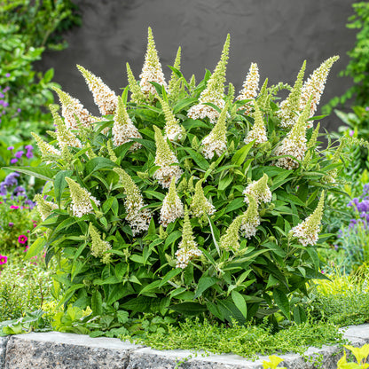 Buddleia 'Candy Little White' | Butterfly Bush – Gardeners Dream