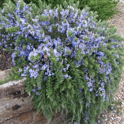 Rosemary Prostratus Herbs on Standard Stem | Rosemary – Gardeners Dream