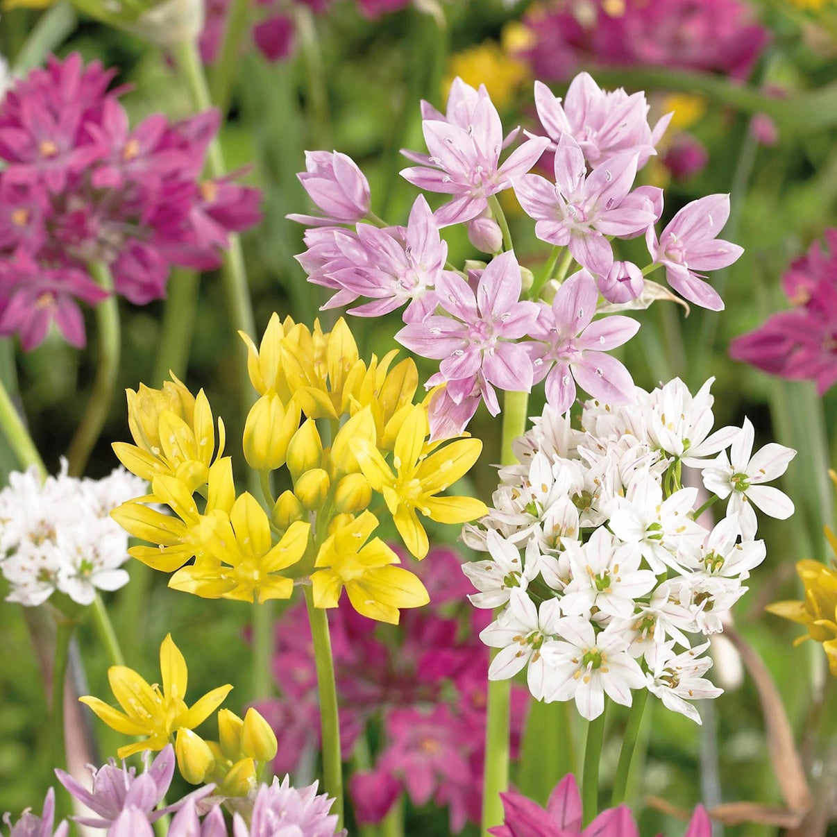 Allium Garden Mix | Ornamental Onions – Gardeners Dream
