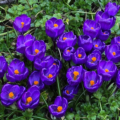 Crocus 'Ruby Giant' | Early Crocus – Gardeners Dream