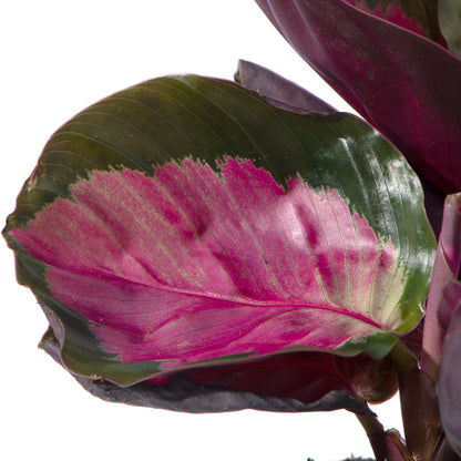 Rose Painted Calathea | Calathea roseopicta 'Rosy' – Gardeners Dream