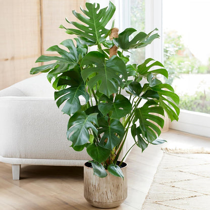 Monstera Deliciosa with Moss Pole | House Plants – Gardeners Dream