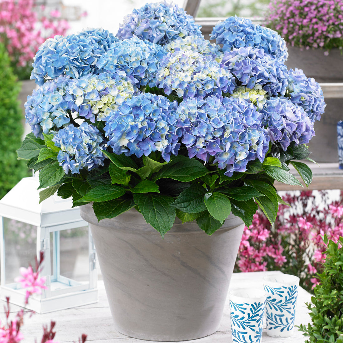 Hydrangea 'Blue Ballad' | Mophead Hydrangea – Gardeners Dream