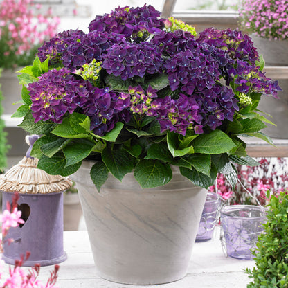 Hydrangea 'Deep Purple Dance' | Mophead Hydrangea – Gardeners Dream