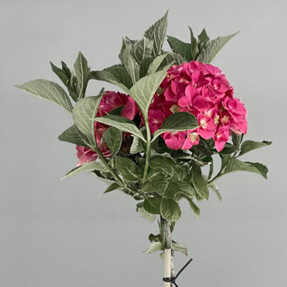 Hydrangea 'Dark Angel' Patio Tree | Lacecap Hydrangea Tree – Gardeners ...
