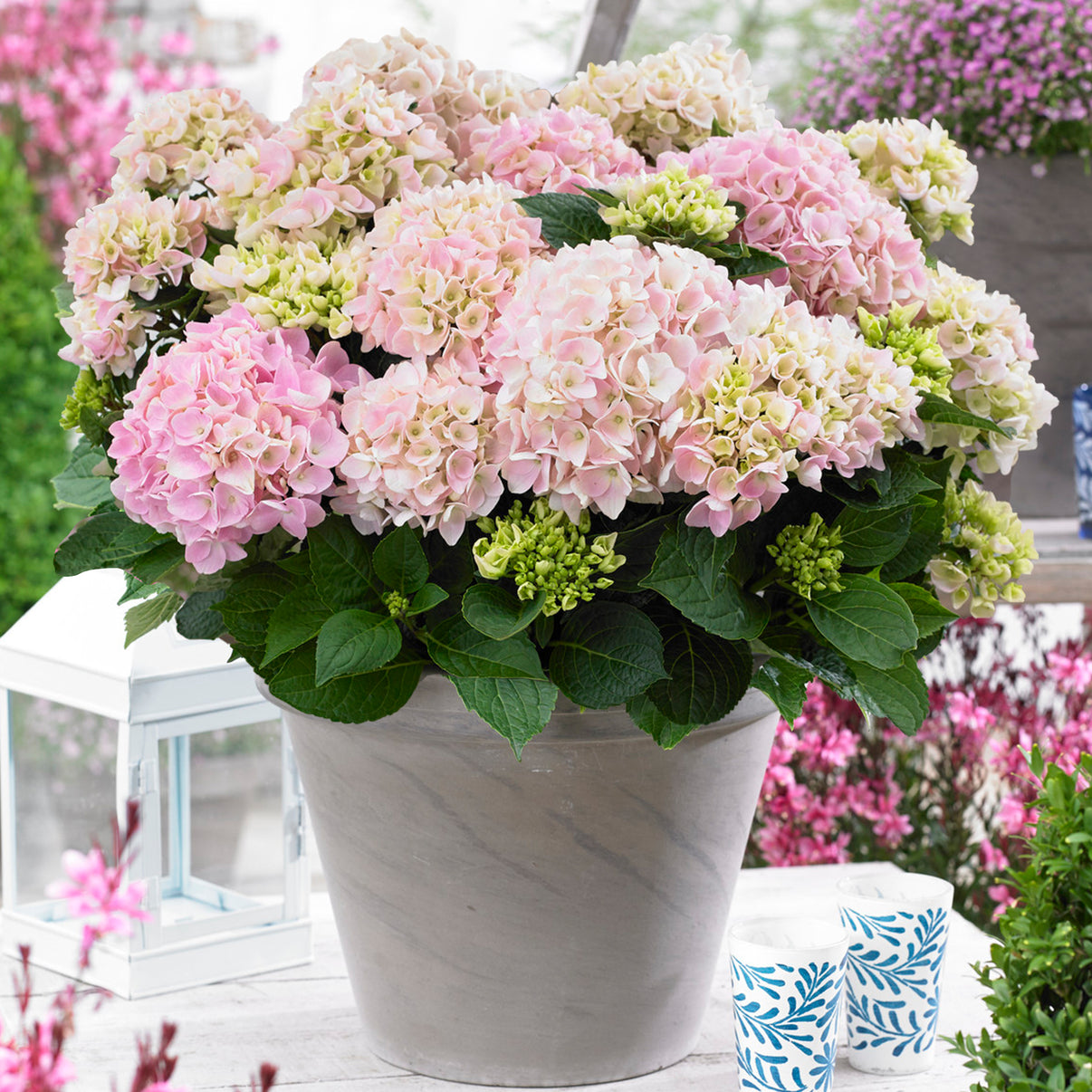 Hydrangea 'Soft Pink Salsa' | Mophead Hydrangea – Gardeners Dream