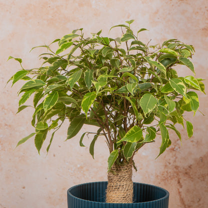 Ficus 'Light Green Kinky Stem' | Weeping Fig – Gardeners Dream
