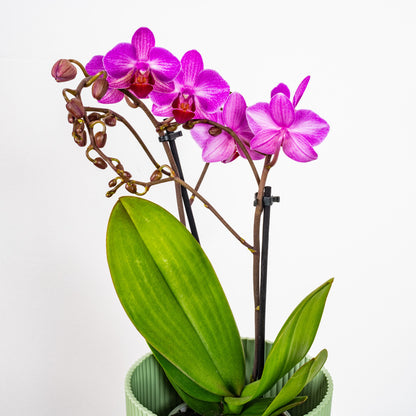 Orchid Phalaenopsis 'Multi Merida' | Moth Orchid – Gardeners Dream