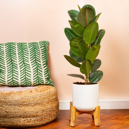 Ficus 'Robusta' | Rubber Plant – Gardeners Dream