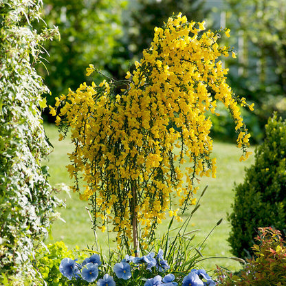Cytisus 'Golden Tears' Patio Tree | Broom Tree – Gardeners Dream