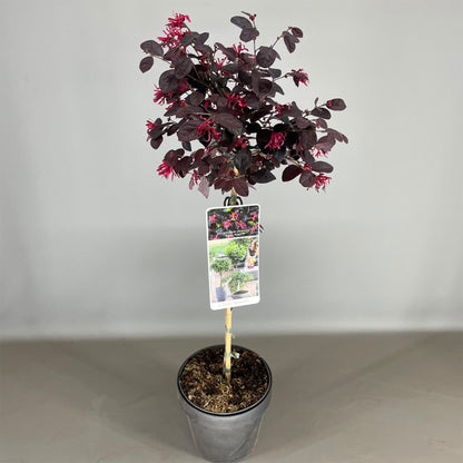 Loropetalum 'Black Pearl' Patio Tree | Chinese Fringe Flower Tree ...
