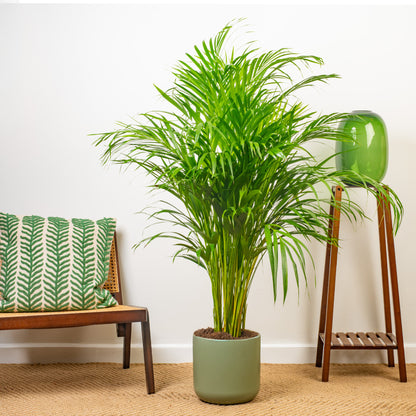 Dypsis lutescens | Butterfly Palm – Gardeners Dream