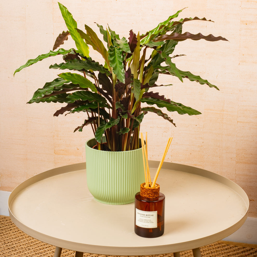 Calathea 'Elgergrass' | Prayer Plant – Gardeners Dream