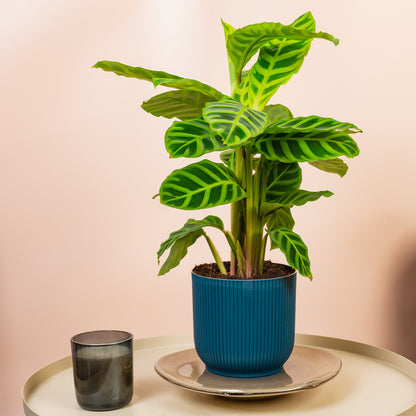 Calathea 'Zebrina' | Zebra Plant – Gardeners Dream