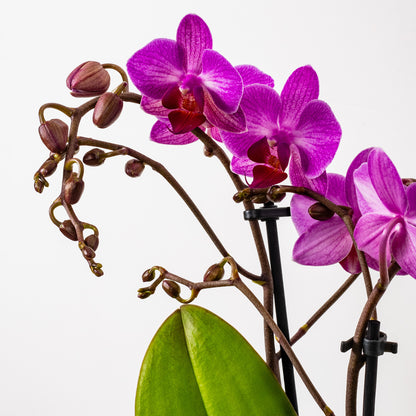 Orchid Phalaenopsis 'Multi Merida' | Moth Orchid – Gardeners Dream